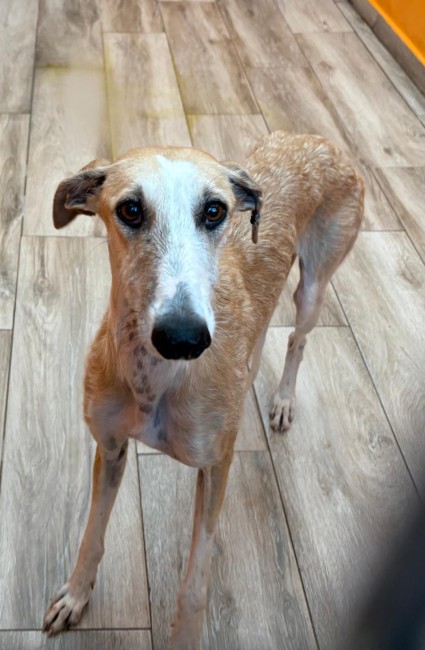 Kyria- Perros en adopcion en Asociacion ALBA