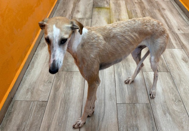 Kyria- Perros en adopcion en Asociacion ALBA