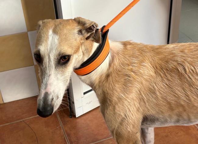 Kyria- Perros en adopcion en Asociacion ALBA